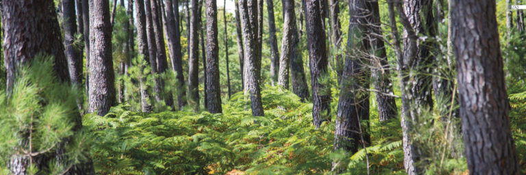 Décor mural extérieur - Forêt - Collection Forêt - ByZab